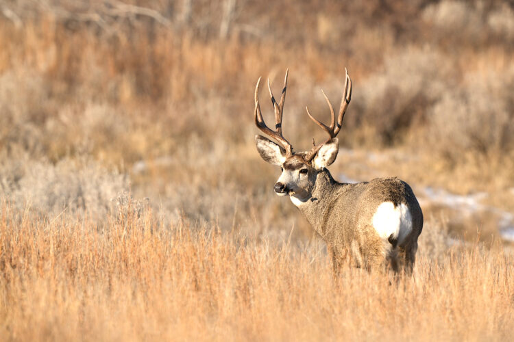 North Dakota Outdoors: What is called good day in field has different answers | News, Sports ...